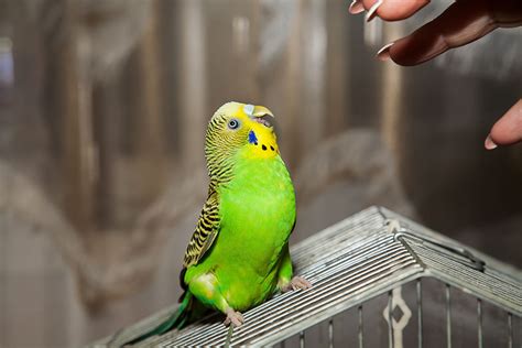 Budgie Aggressive Behaviour Budgie Behaviour Budgies Guide Omlet Uk