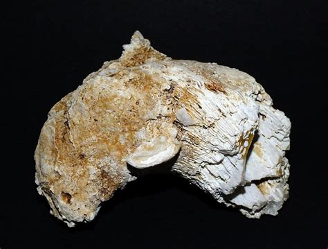 Silicified Rudists Fossil Hunting Trips The Fossil Forum