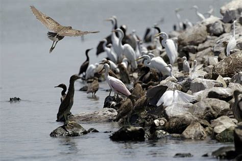 Gulf Oil Spill Could Result In Criminal Charges For Bp Employees
