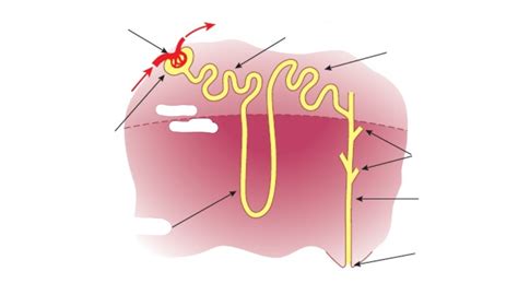 Diagram Of Igcse Biology Diagrams Nephron Structure Quizlet