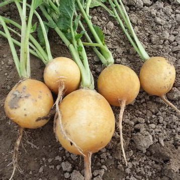 Редис Злата - Moravo Seed купить с доставкой по почте