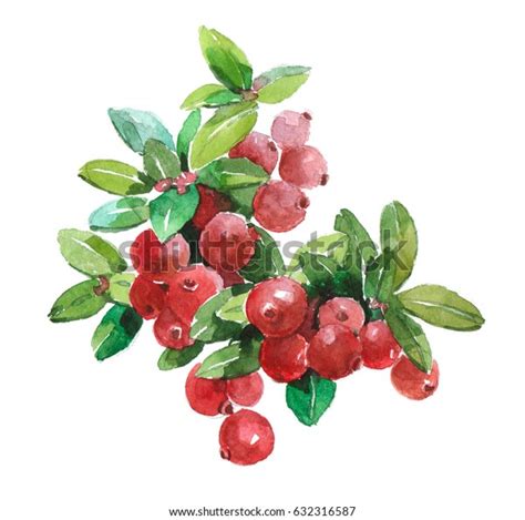 흰색 배경 그림에서 격리된 수채색 크랜베리 스톡 일러스트 632316587 Shutterstock