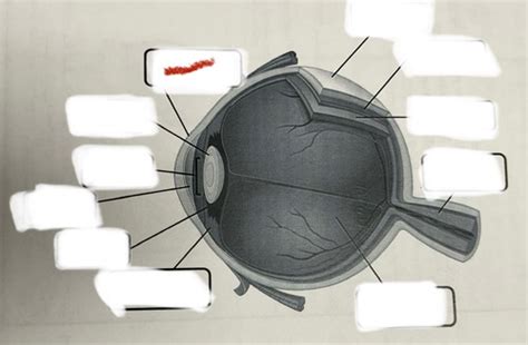 Anatomy Of The Eye Flashcards Quizlet