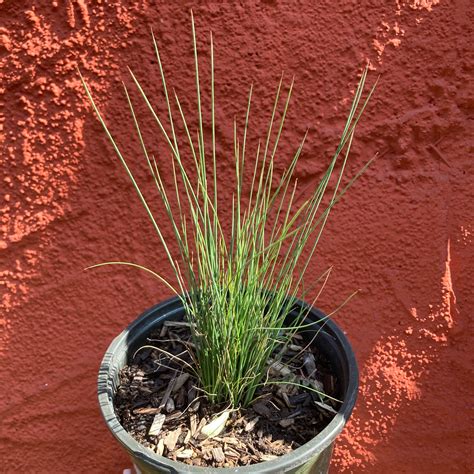 Juncus Textilis Basket Rush Artemisia Nursery
