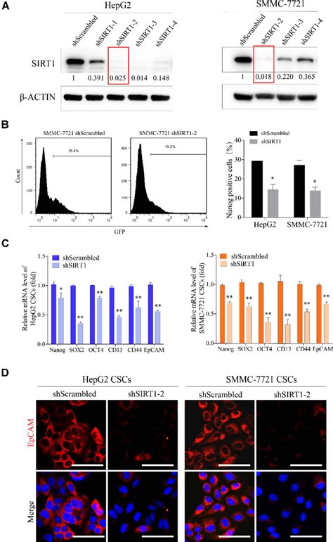 Sirt1 Inhibition Reduces The Stemness Properties In Liver Cscs A