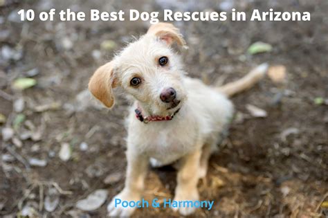 10 Of The Best Dog Rescues In Arizona Pooch And Harmony