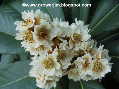 Garden Adventures Loquat Eriobotrya Japonica