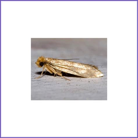 Clothes Moth Webbing Jf Oakes