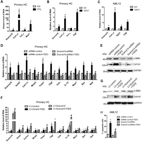 Scarna10 Promotes The Apoptosis Of Hcs A Primary Hcs Were Isolated