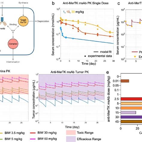 Two Compartment Bispecific Tmdd Pk Model For The Antimertkpd L1