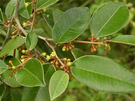 Chrysophyllum Oliviforme Leon Levy Native Plant Preserve