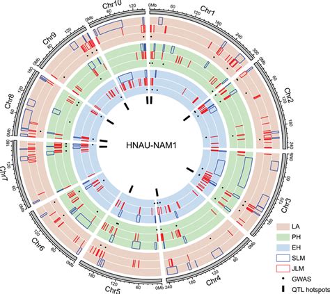 Of Quantitative Trait Loci Qtl Regions On Maize Genome For Leaf Angle Download Scientific