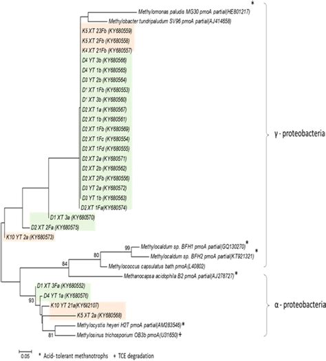Phylogenetic Tree Based On Pmoa The Bootstrap Consensus Tree Inferred Download Scientific