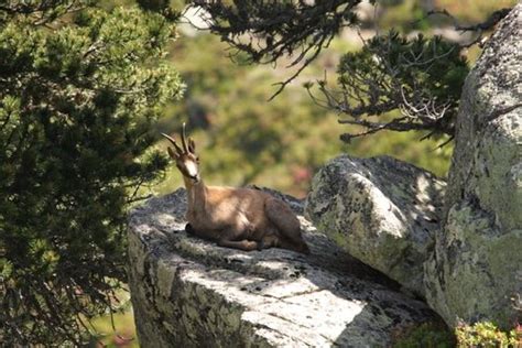 Isard La Star à Quatre Pattes Du Massif Pyrénéen