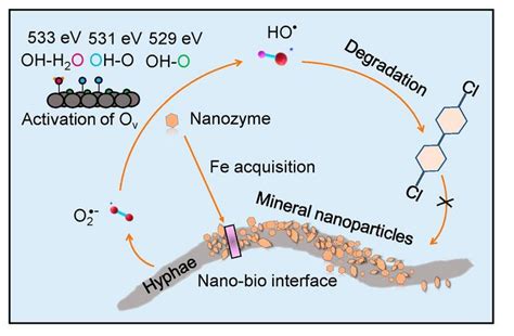 Schematic Diagram Of The Inter [image] Eurekalert Science News Releases