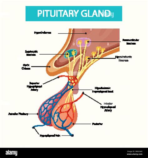 Detailed Illustration Of The Pituitary Gland Structure Stock Vector