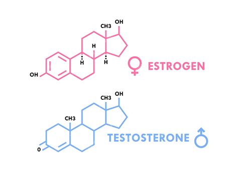Premium Vector Estrogen And Testosterone Hormones Symbol Sex Hormones