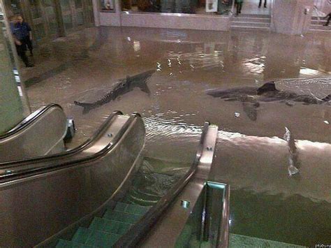 More Amazing 3d Art Shark Shark Tank Sidewalk Art