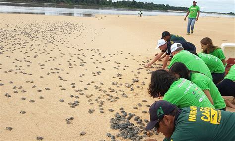 Naturatins Divulga Resultado De Seleção Para Projeto Quelônios