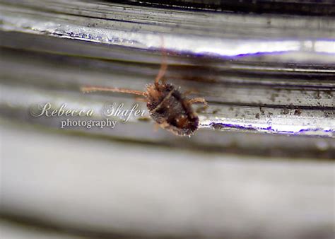 Very Tiny Red Bug Bryobia BugGuide Net