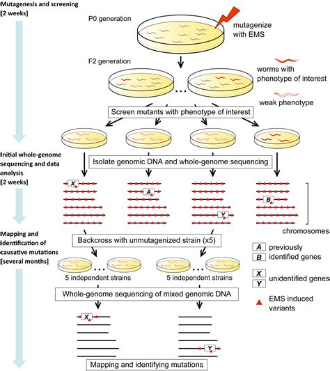 Cell Press Star Protocols