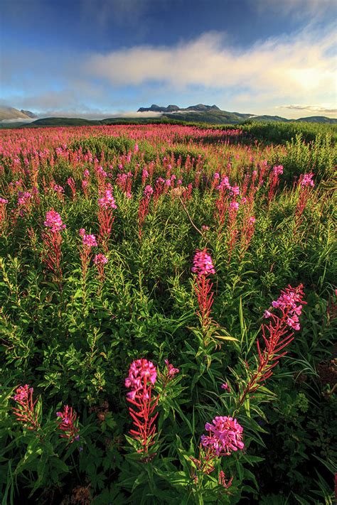 Lupine Field Mcneil River State Game Photograph By Tom Norring Fine