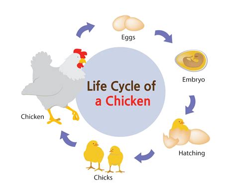 Chicken Processing 101 When To Slaughter Chickens Steps And Equipment