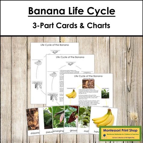 The Banana Life Cycle 3 Part Cards And Charts Montessori Nomenclature