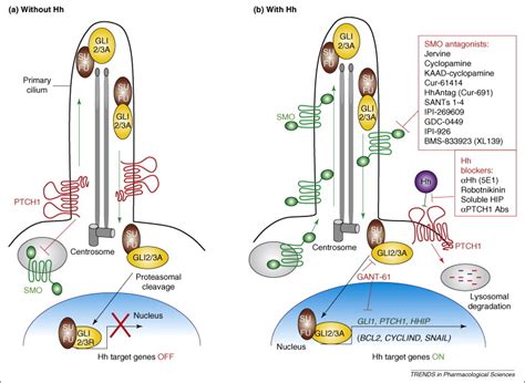 Hedgehog Pathway In Humans At Carrie Hernandez Blog