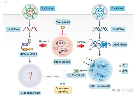 相分离相关综述（4） 液 液相分离在人体健康和疾病中的应用 知乎