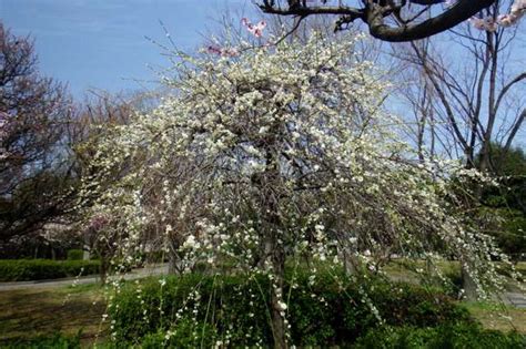近くの公園で terureruの写真館 2