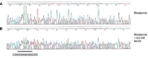 Figure 1 From Manganese Citrate Improves Base Calling Accuracy In Dna