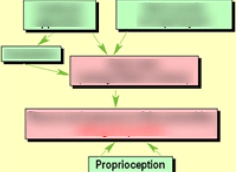 Posture Proprioception Pathway Diagram Quizlet