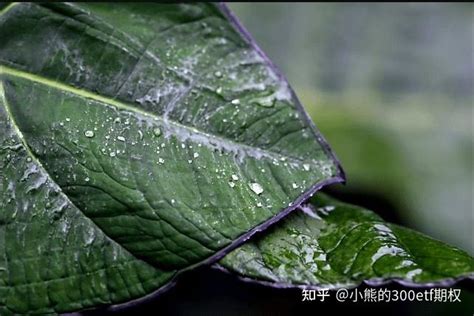 个股期权费率是什么意思个股期权费率一般是多少 知乎