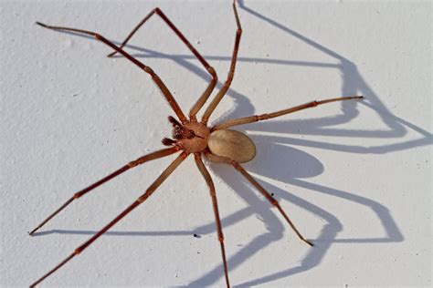 How Common Are Brown Recluse Spiders In Indiana