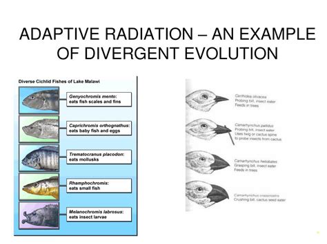 Ppt Speciation And Patterns Of Evolution Powerpoint Presentation Id