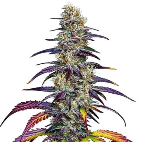 Blue Dream Blimburn Seeds Photoperiod Cannabis Seeds Female