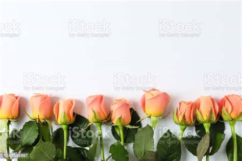 흰색 바탕에 텍스트에 대 한 공간을 가진 아름 다운 신선한 장미 평면도 0명에 대한 스톡 사진 및 기타 이미지 0명 결혼식