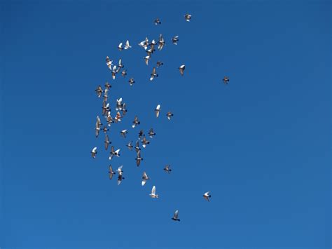 Different Methods Of Racing Pigeons Part 2 Winning Pigeon Racing