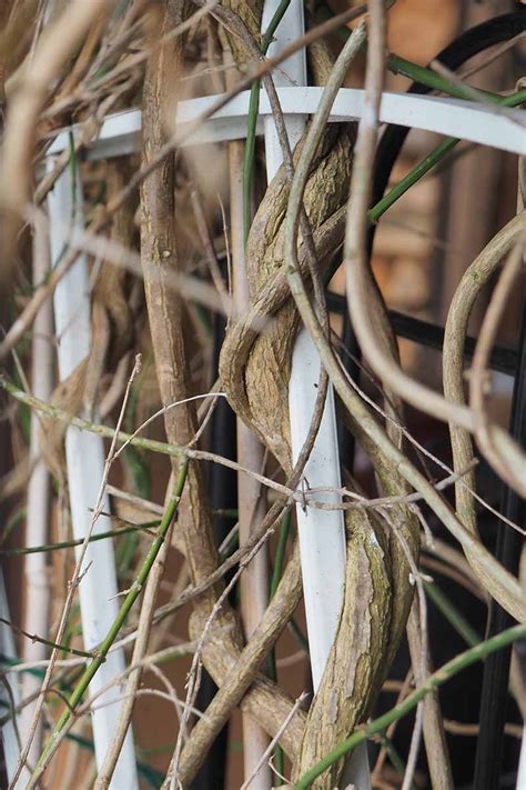 How To Plant And Grow Jasmine Gardeners Path