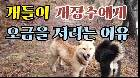 개들이 개장수에게 쩔쩔매는 이유 Youtube