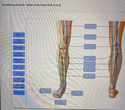Solved Art Labeling Activity Veins Of The Lower Limb 2 Of Chegg