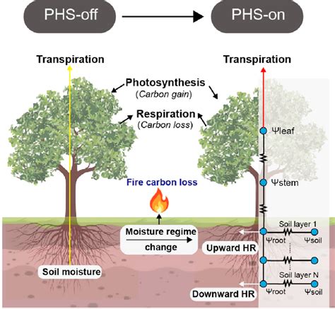 Plant Water Flow And Status In Clm Without Phs Off And With Phs On