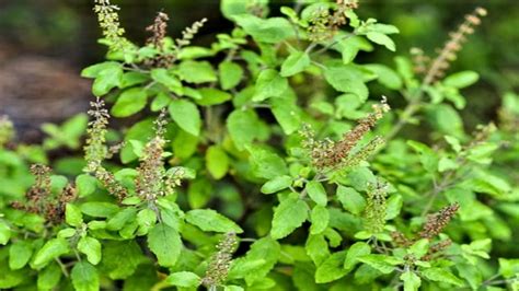 Vastu Tips For Tulsi Plant घर मे इस तरह से लगाएं तुलसी का पौधा सभी