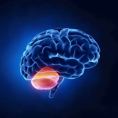 Parts Of The Brain And What They Control