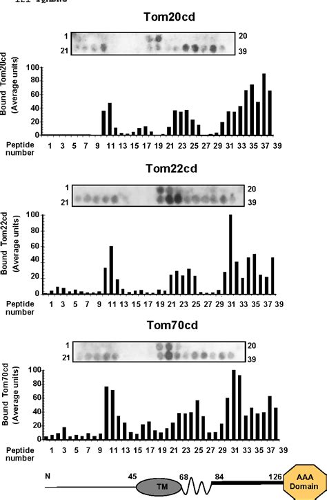Figure 2 From The Translocase Of The Outer Membrane Of Mitochondria