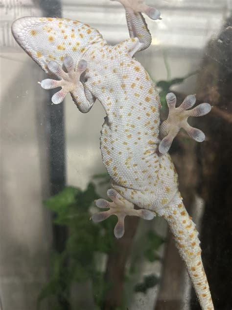 Can Anyone Help Me Sex My Young Tokay R Reptiles