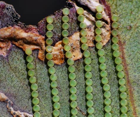 Gum Leaf Skeletonizer From Belair Sa 5052 Australia On March 22 2021