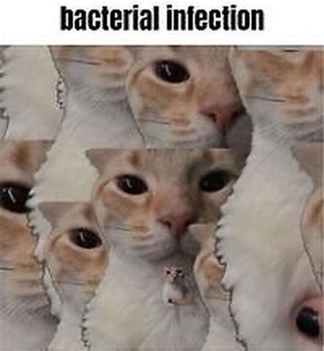 Cute Cat Reaction Pics Artofit