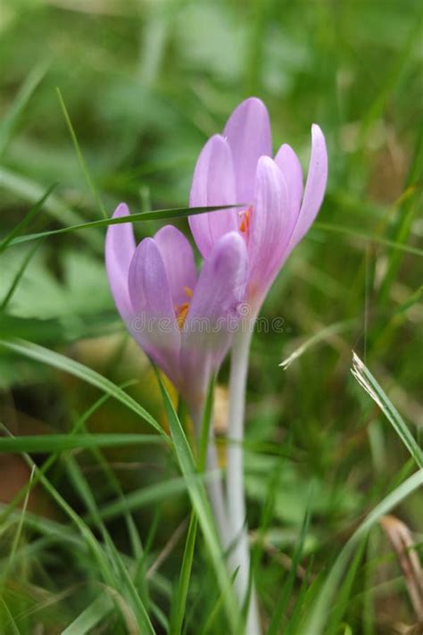 Colchicum Autumnale Commonly Known As Autumn Crocus Meadow Saffron